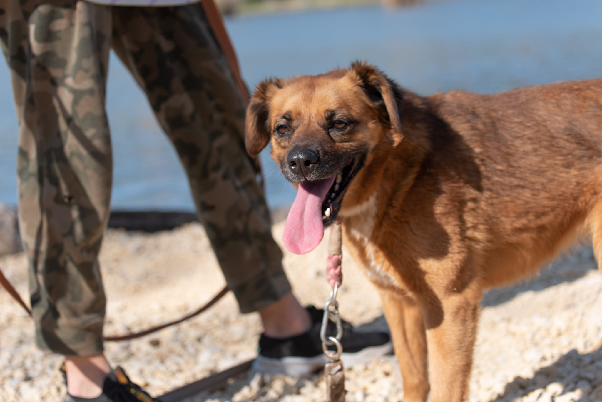 Réka | Etyeki Állatvédők Egyesülete