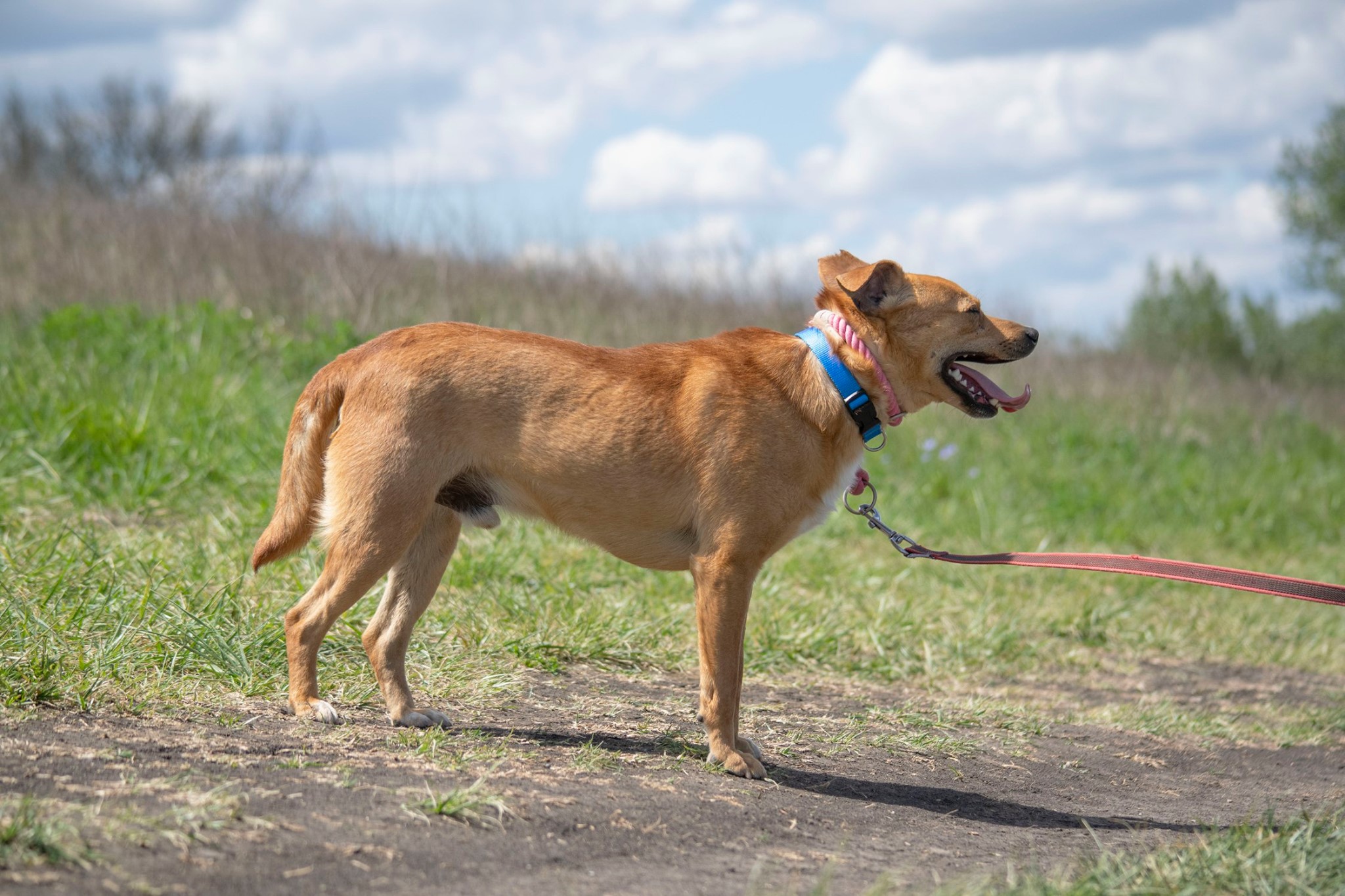 Boglya | Etyeki Állatvédők Egyesülete