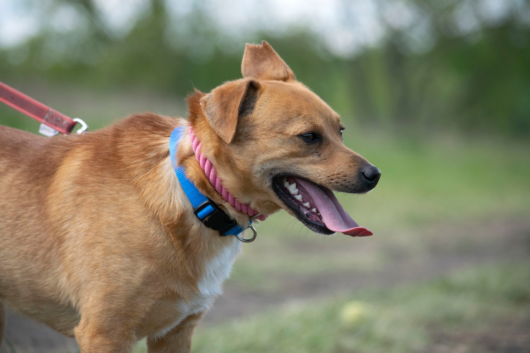 Boglya | Etyeki Állatvédők Egyesülete