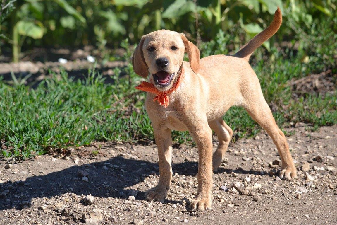 Puszedli | Etyeki Állatvédők Egyesülete