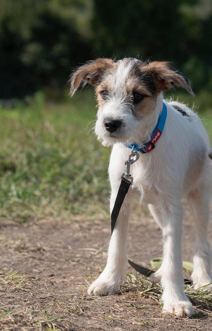 Timo (Timothy) | Etyeki Állatvédők Egyesülete