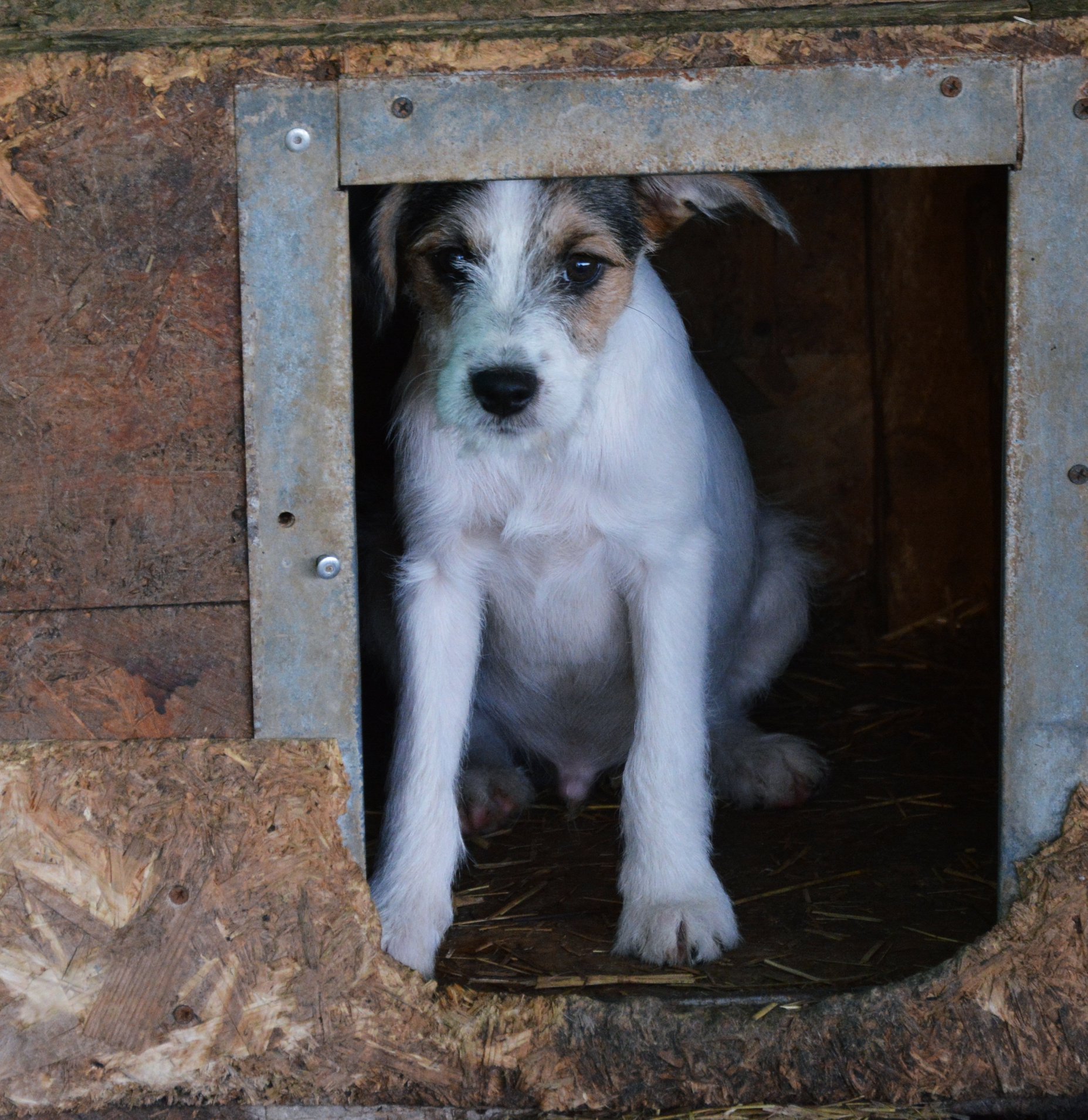 Timo (Timothy) | Etyeki Állatvédők Egyesülete
