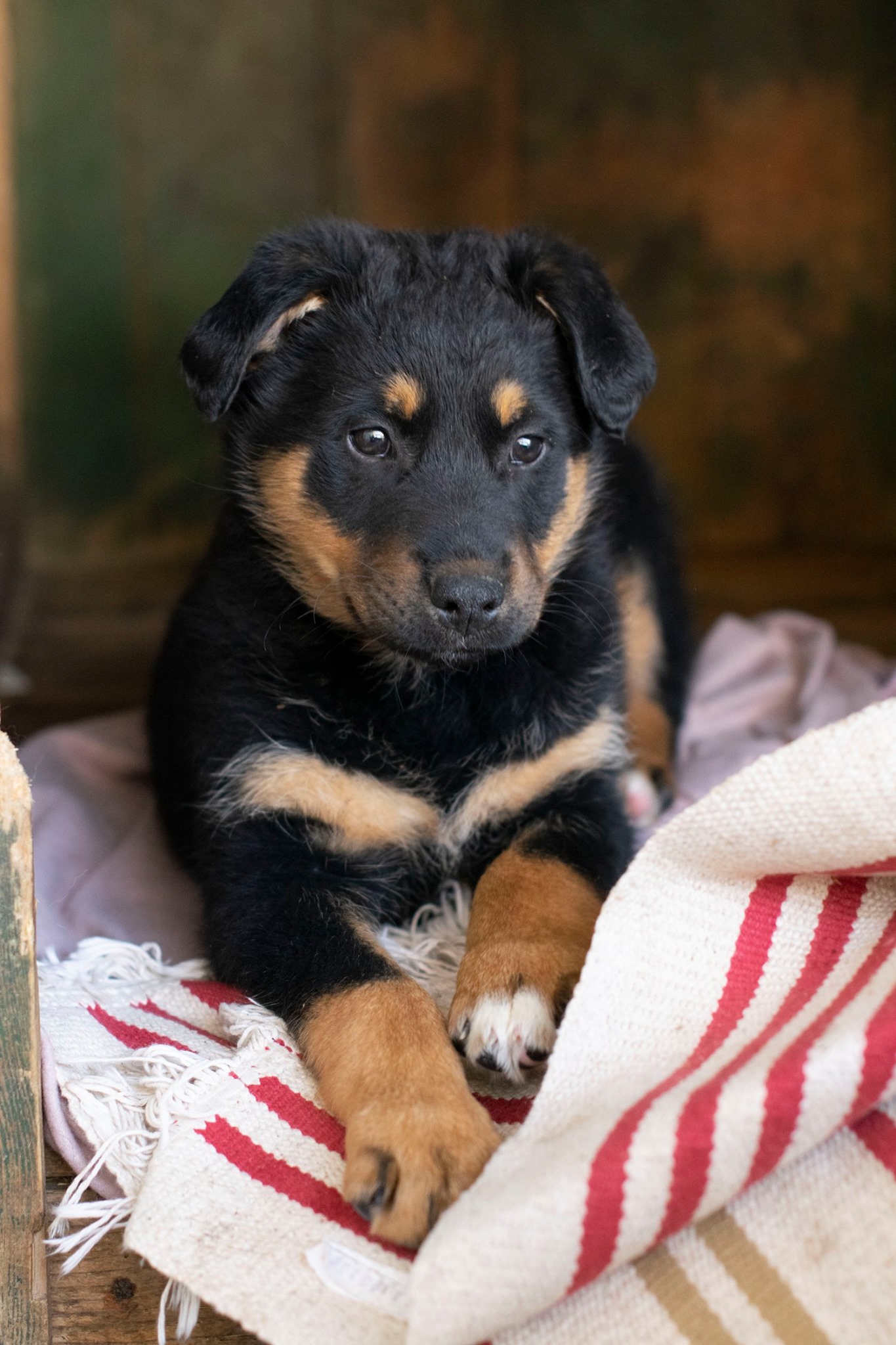 Szimba | Etyeki Állatvédők Egyesülete