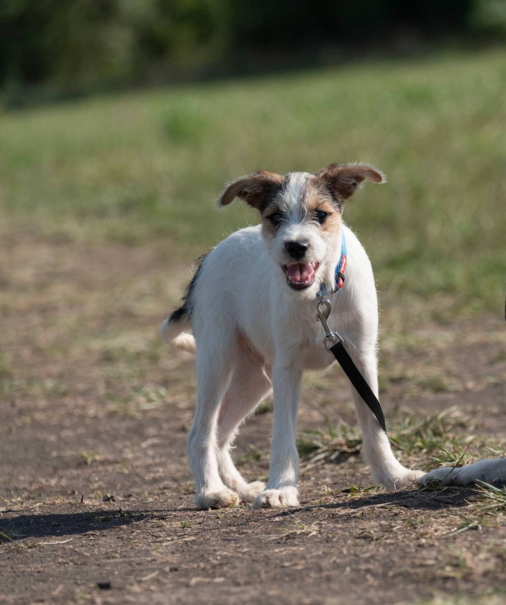 Timo (Timothy) | Etyeki Állatvédők Egyesülete
