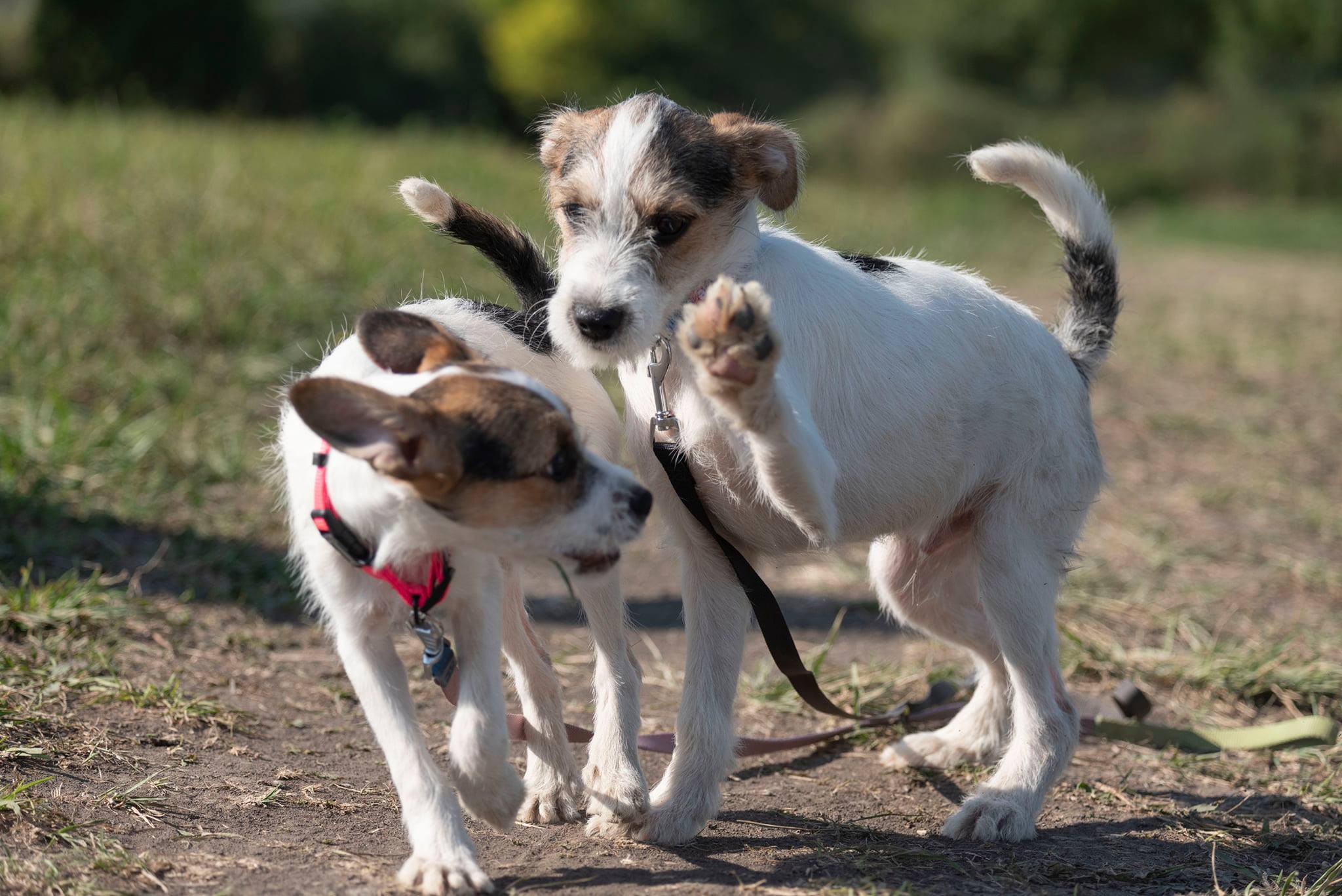 Timo (Timothy) | Etyeki Állatvédők Egyesülete