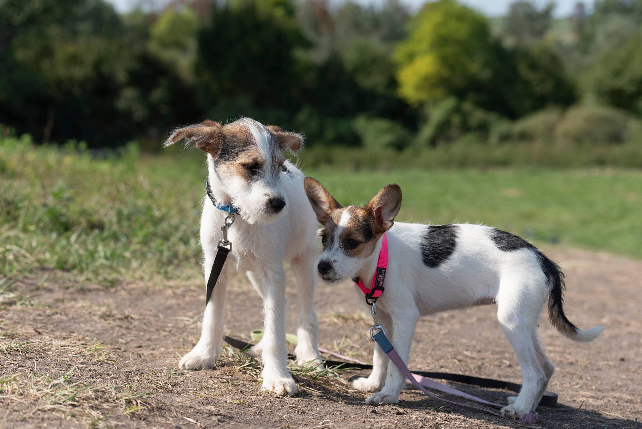Timo (Timothy) | Etyeki Állatvédők Egyesülete
