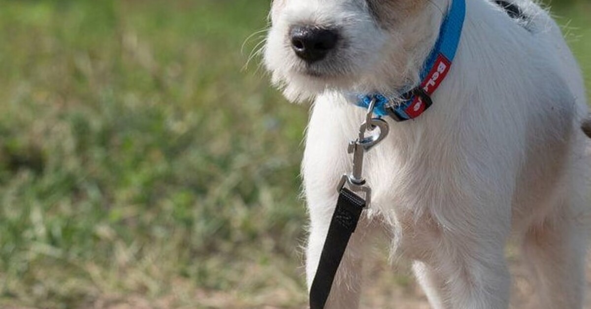 Timo (Timothy) | Etyeki Állatvédők Egyesülete