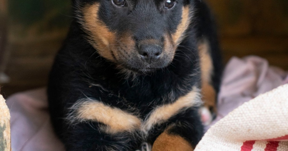 Szimba | Etyeki Állatvédők Egyesülete