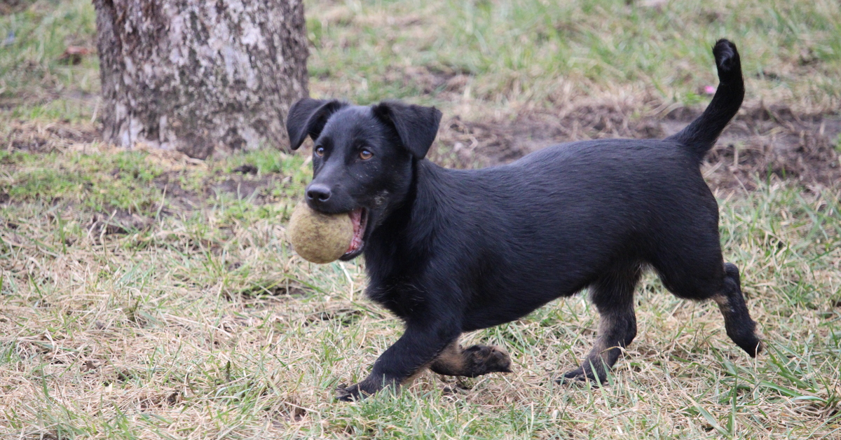 Calippo | Etyeki Állatvédők Egyesülete